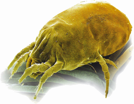 Materassi ed esigenze igieniche del sonno? La fabbrica degli acari ...